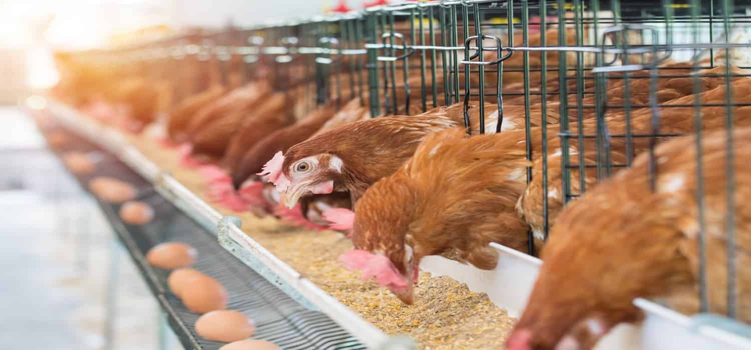 Arab Finance - Ismailia Misr Poultry swings to profitability in 9 months