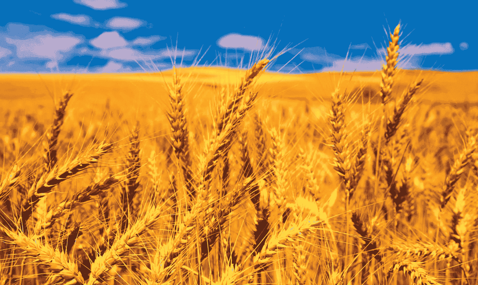 Arab Finance - Egypt sets EGP 2,500 per ardeb as wheat procurement ...