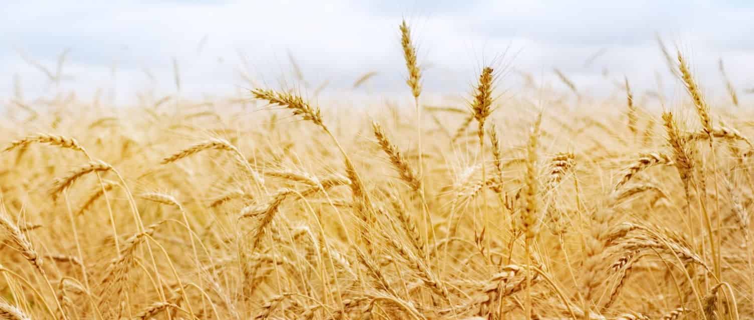 Arab Finance - Egypt’s wheat production to grow 6.5% YoY in 2026/27 ...
