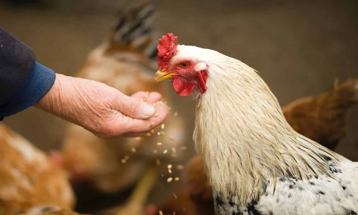 Arab Finance - Egypt's meat, poultry, fish, and dairy prices on June 16th