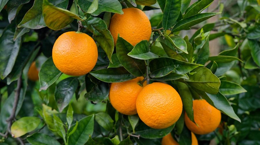 Arab Finance - Egyptian Oranges: Growth Amid EU Scrutiny