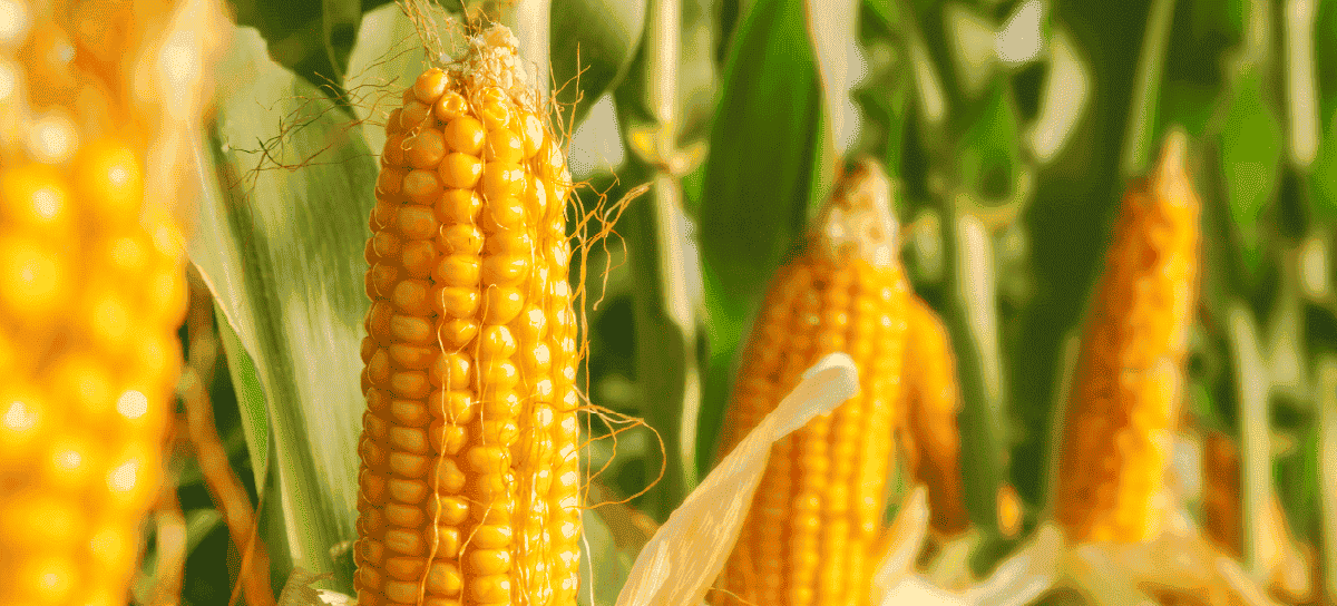 Arab Finance - GASC seeks to buy yellow corn via international tender